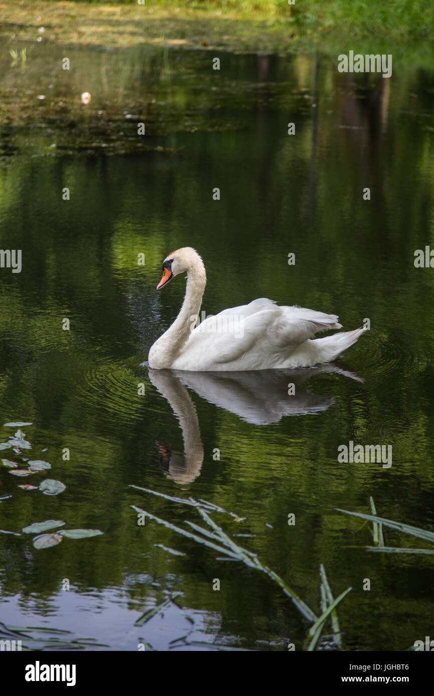 Swan eating fish hi-res stock photography and images - Alamy