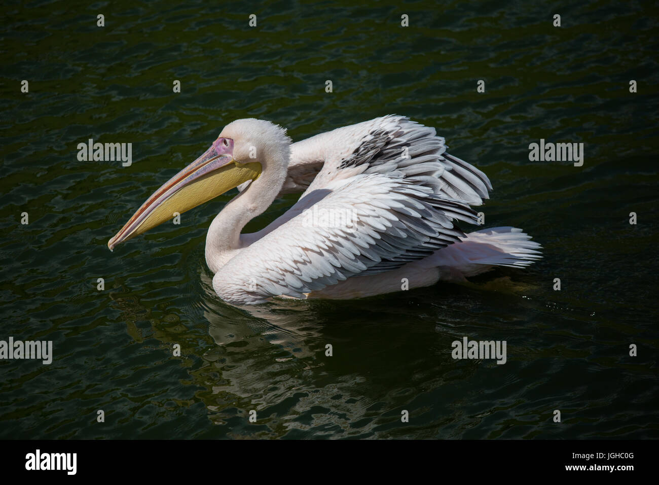 Beautiful pelicans in the park Stock Photo - Alamy