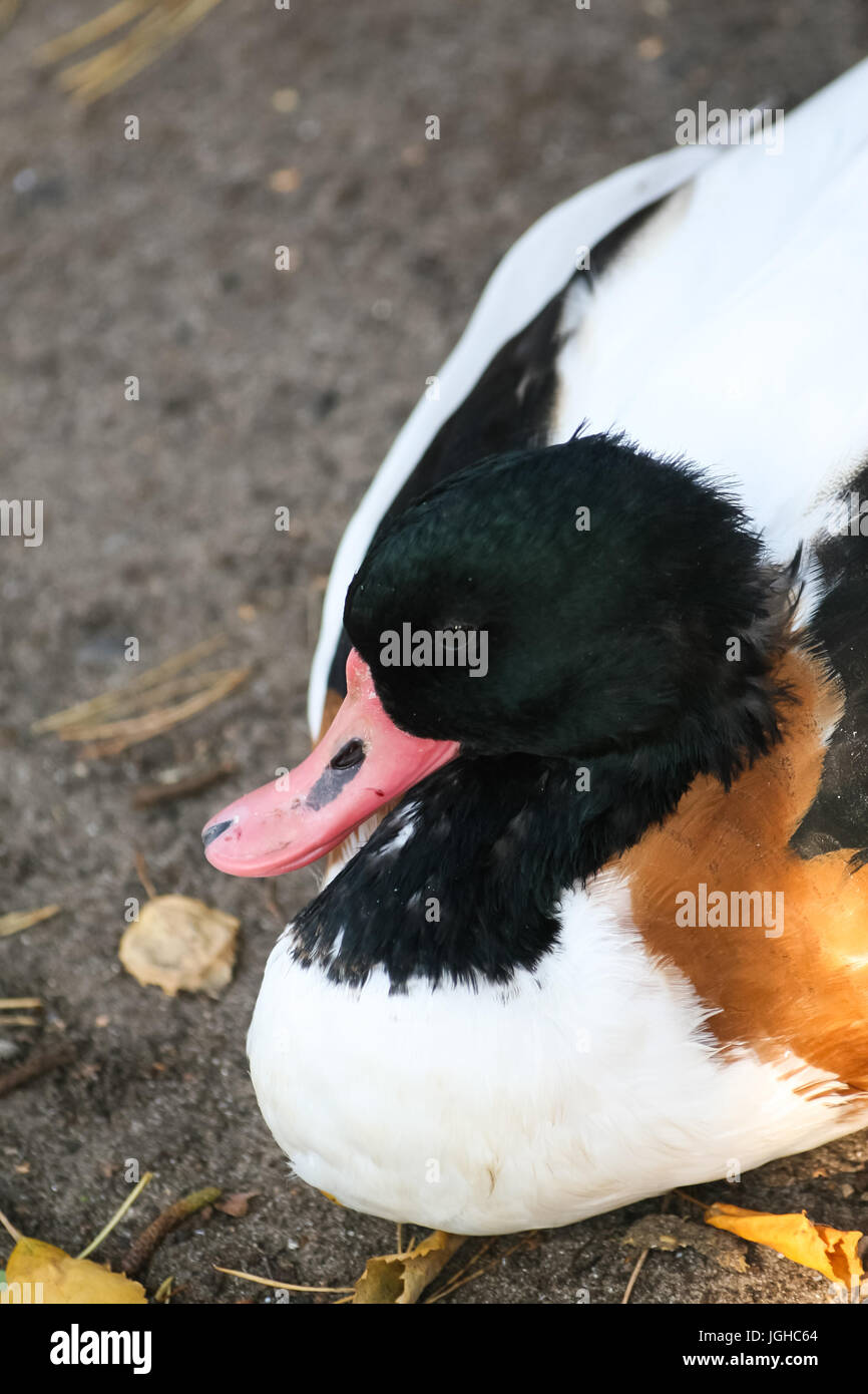 Beautiful ducks in the park Stock Photo - Alamy