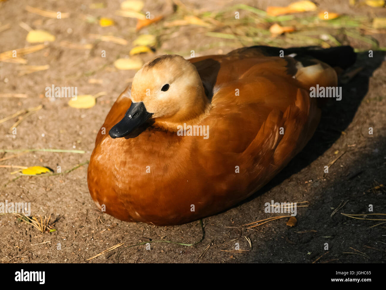 Baby ducks fishing hi-res stock photography and images - Alamy