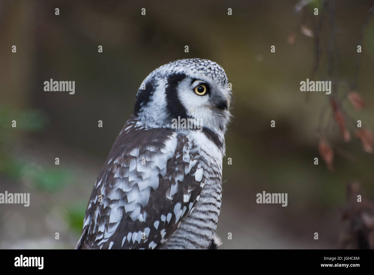 Beautiful owls in the park Stock Photo - Alamy
