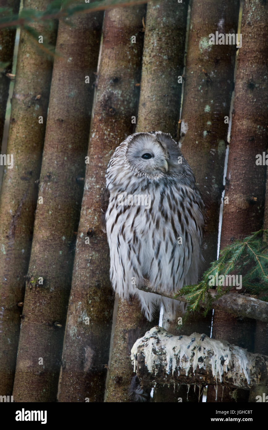 Beautiful owls in the park Stock Photo - Alamy