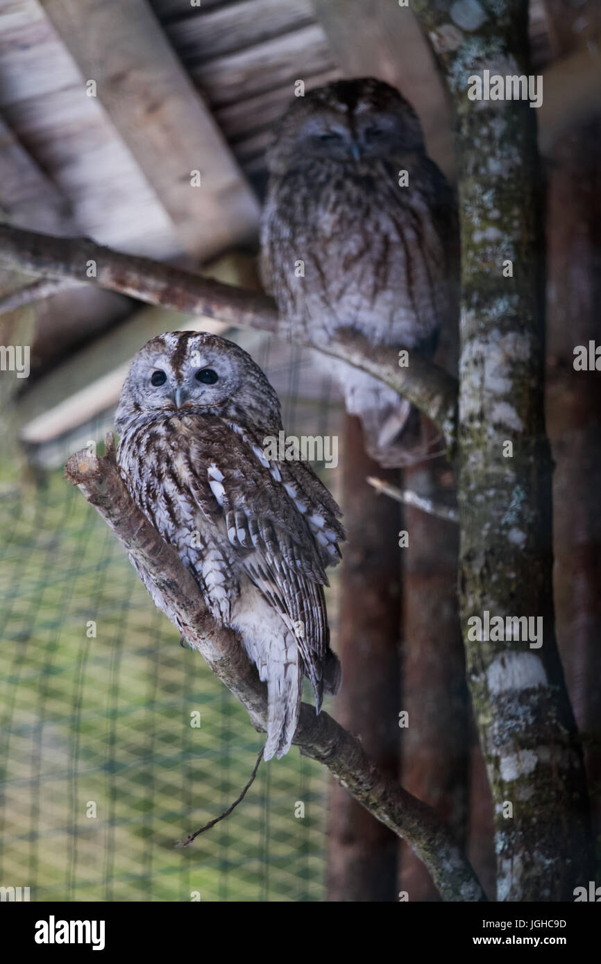 Beautiful owls in the park Stock Photo - Alamy