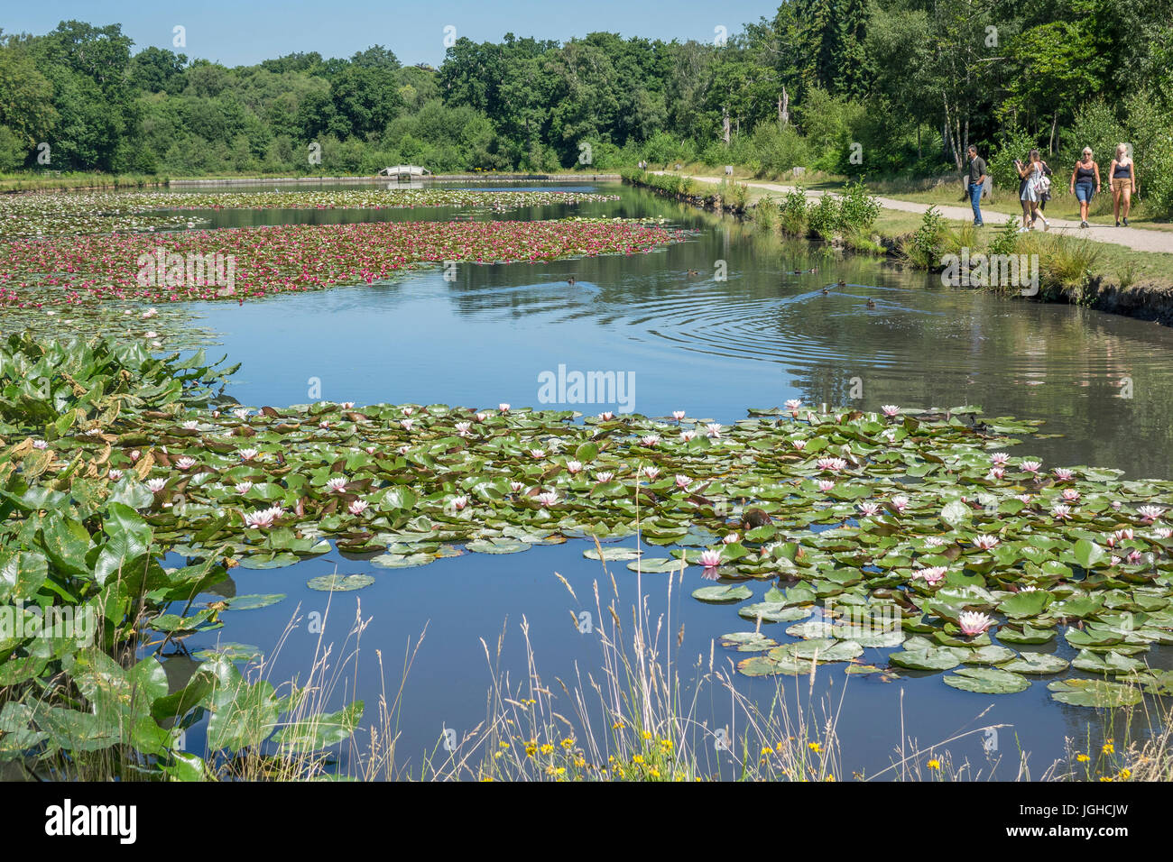 England, Surrey/Berkshire, Windsor Great Park, Cow pond Stock Photo - Alamy