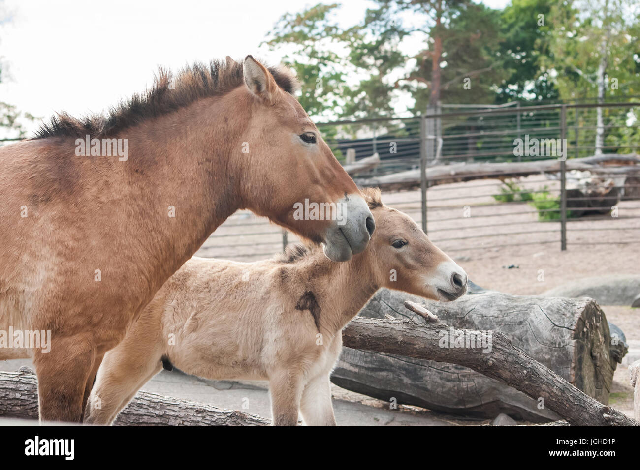 Small horses in the zoo Stock Photo - Alamy