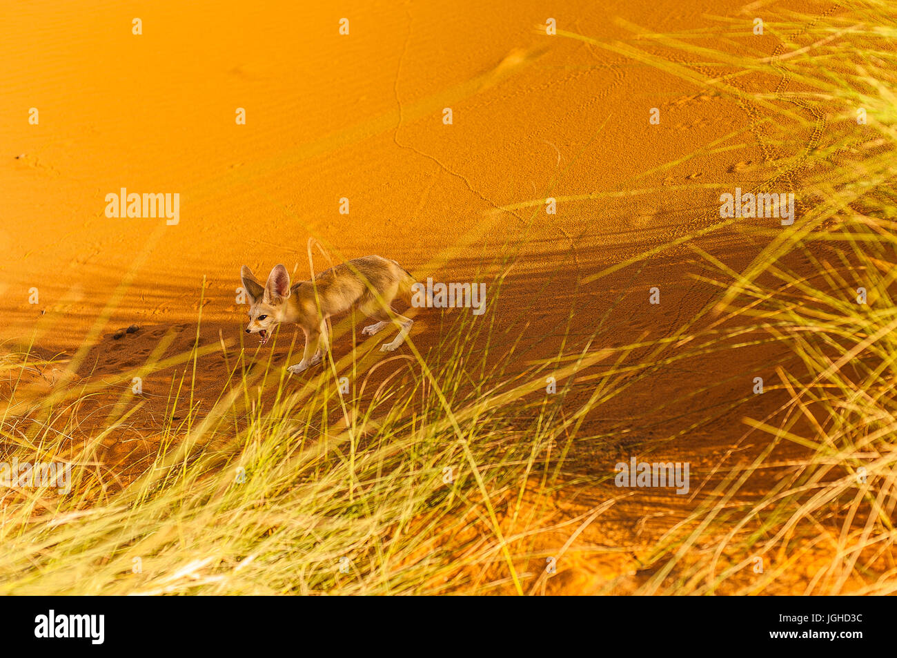 Fox footprint hi-res stock photography and images - Alamy