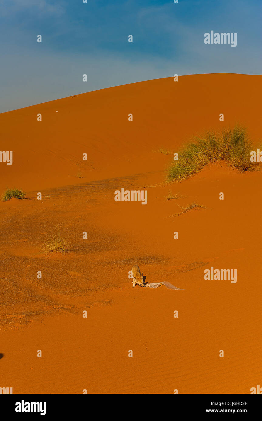 Fennec Fox , Sahara Desert, Merzouga, Morocco Stock Photo - Alamy