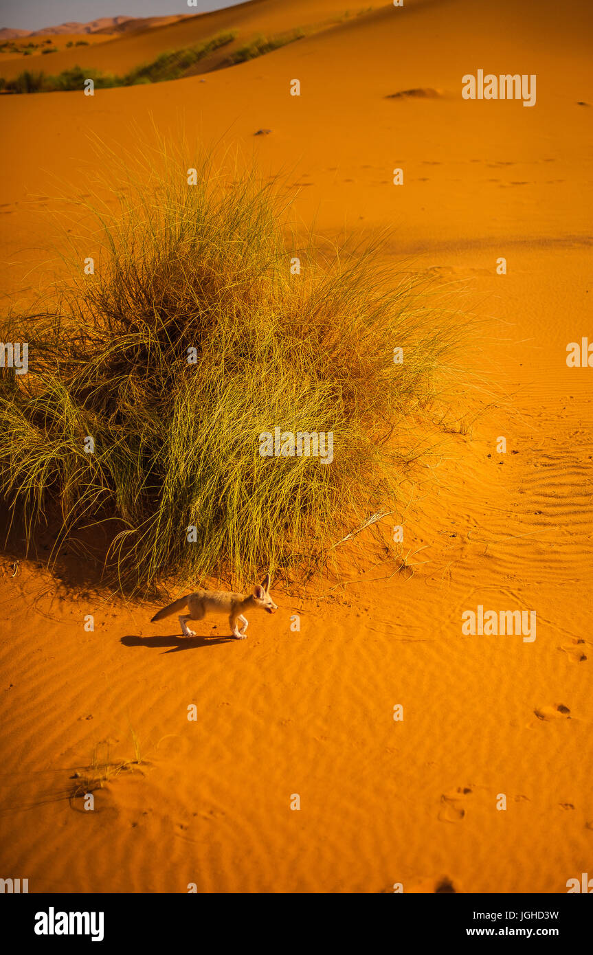Fennec Fox , Sahara Desert, Merzouga, Morocco Stock Photo - Alamy