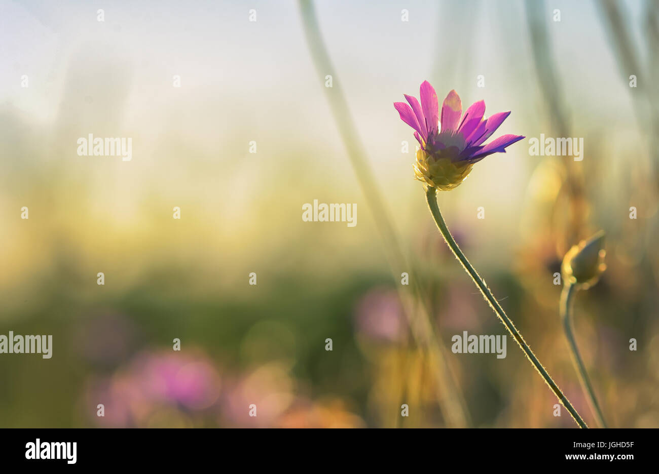 Xeranthemum annuum flower in summer time Stock Photo - Alamy