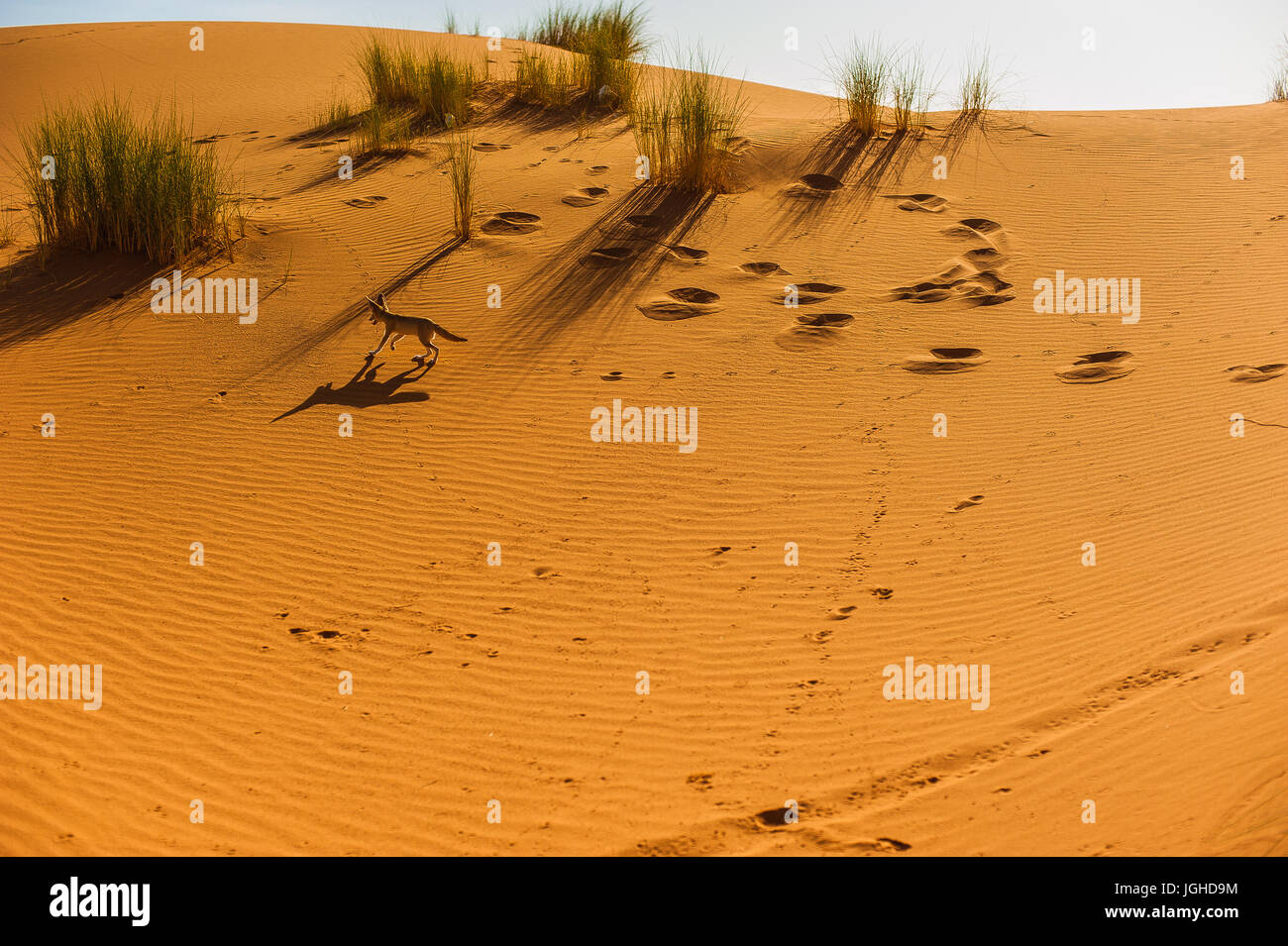 Fennec Fox , Sahara Desert, Merzouga, Morocco Stock Photo - Alamy