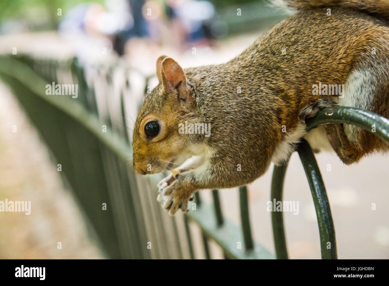 A beautiful squirrel in a London park Stock Photo - Alamy