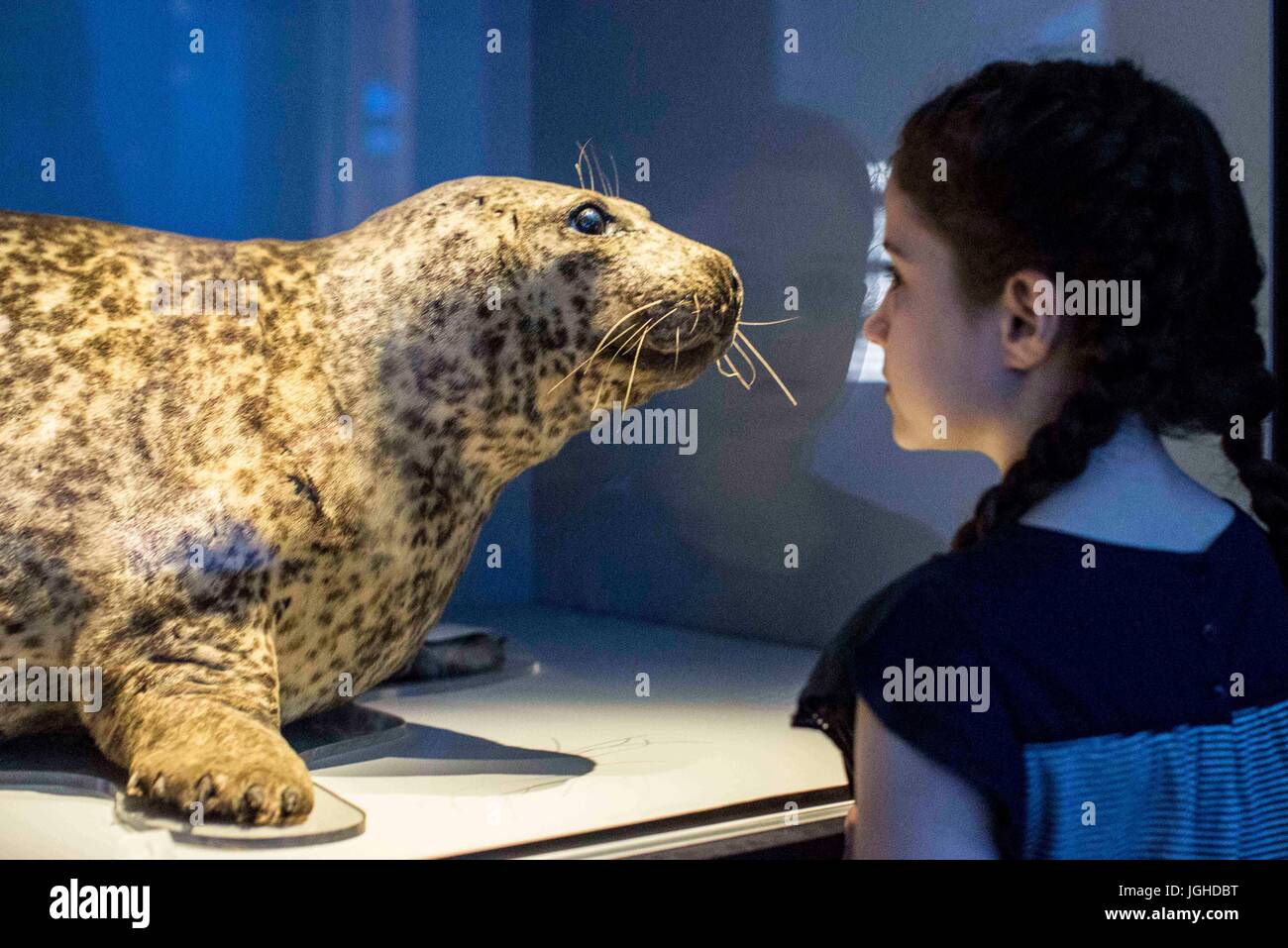 Freya Gordon, aged 9, takes a closer look at a taxidermy seal pup. The ...