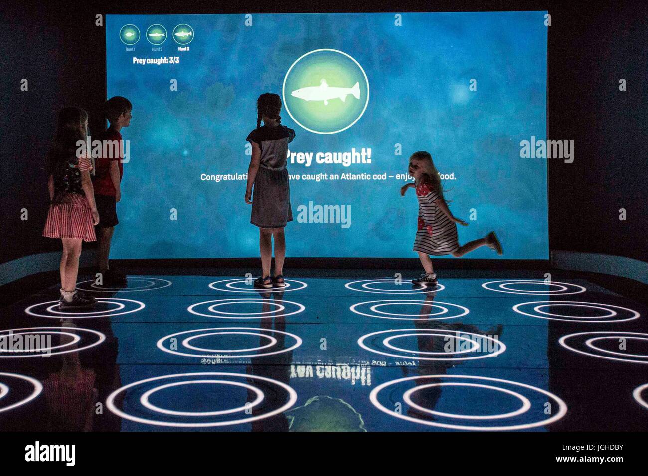 Interactive game about how scientists know what cetaceans hi-res stock ...
