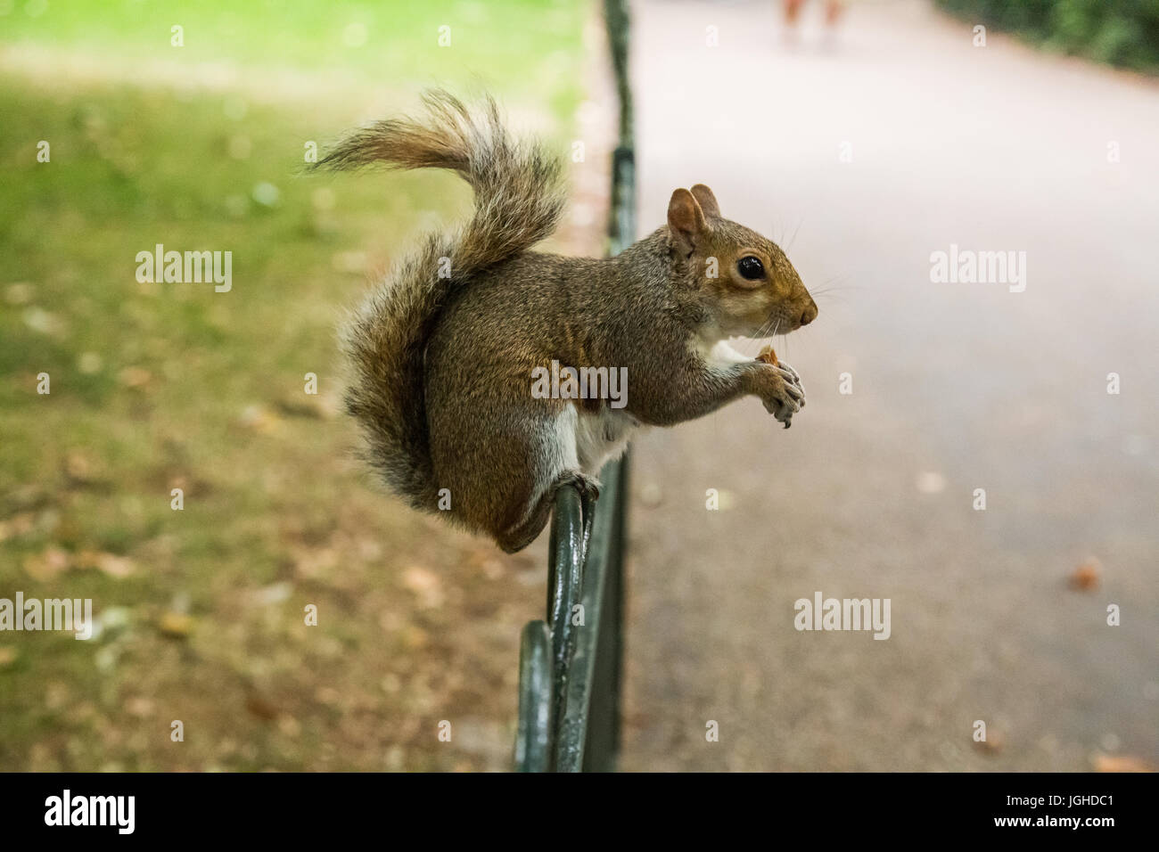 A beautiful squirrel in a London park Stock Photo - Alamy