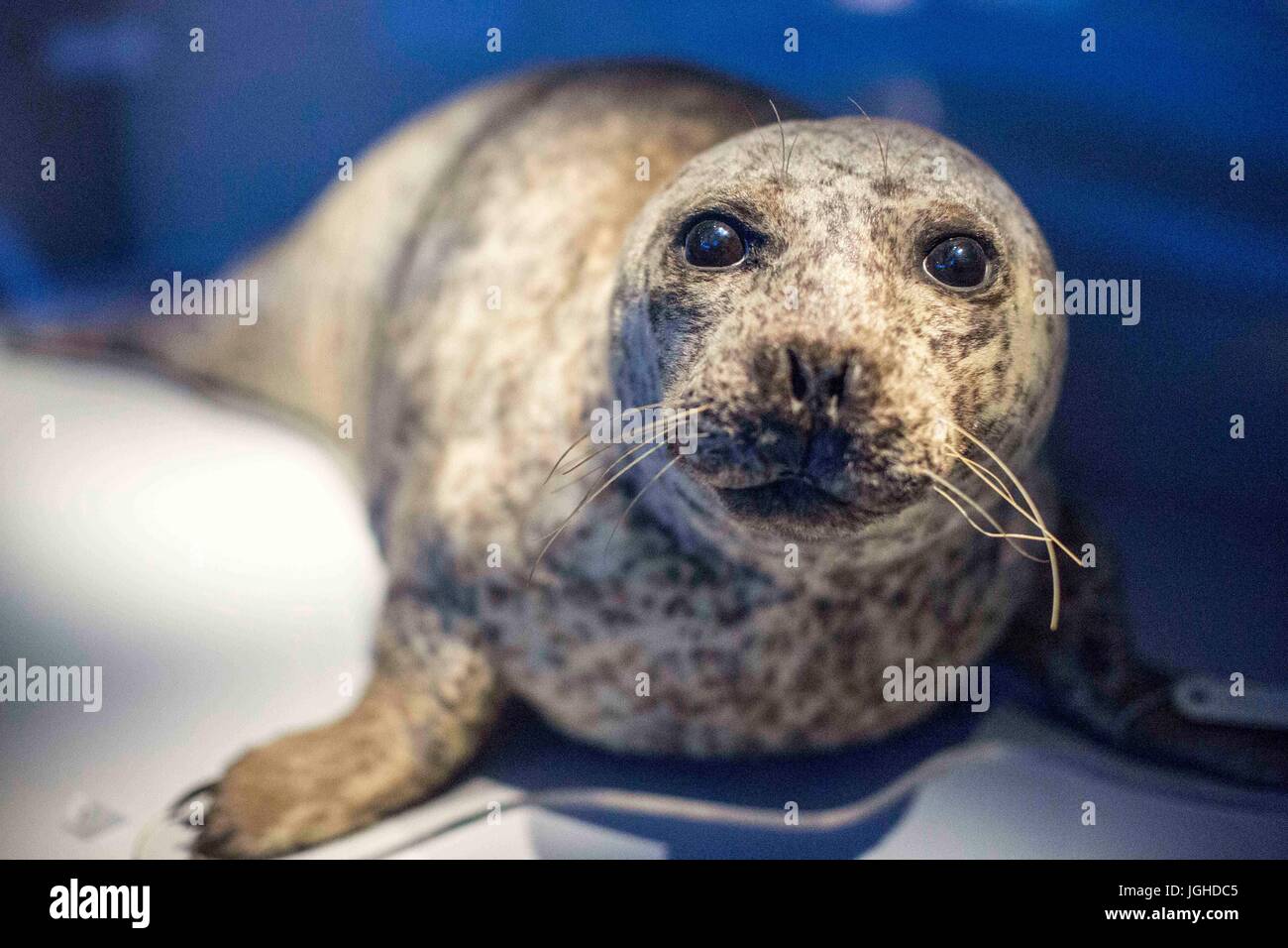 A taxidermy seal pup, one of the features at the Natural History Museum ...