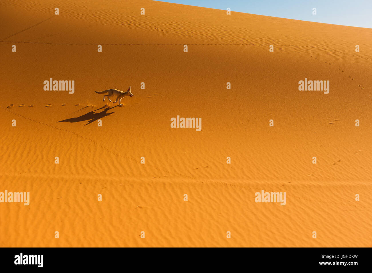 Fennec Fox , Sahara Desert, Merzouga, Morocco Stock Photo - Alamy