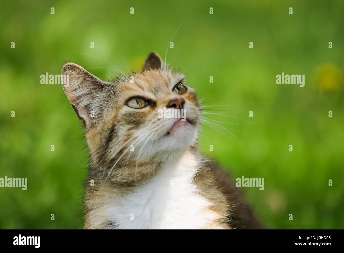 Sleepy orange tabby hi-res stock photography and images - Alamy