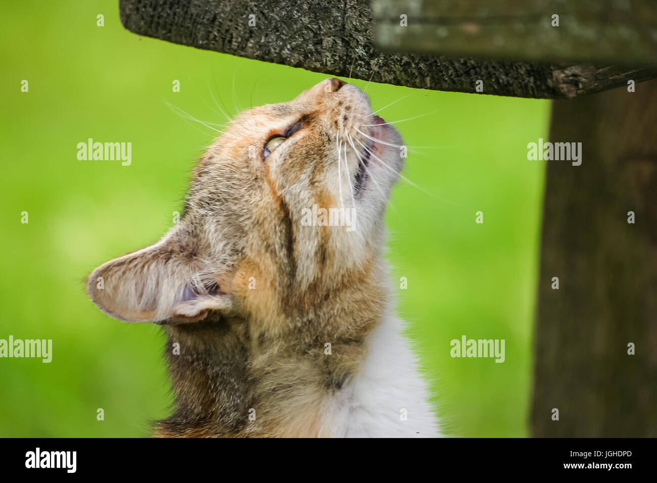 A sleepy orange tabby cat in the meadow at spring Stock Photo - Alamy