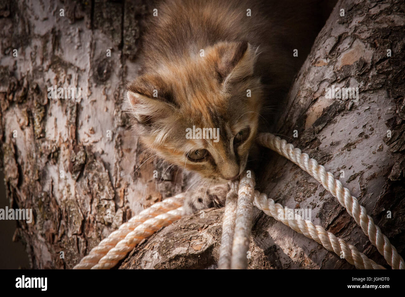 A colorful kitten climbing in the tree Stock Photo - Alamy