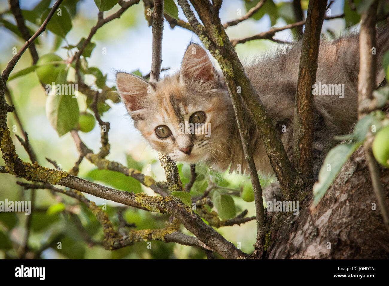 A colorful kitten climbing in the tree Stock Photo - Alamy