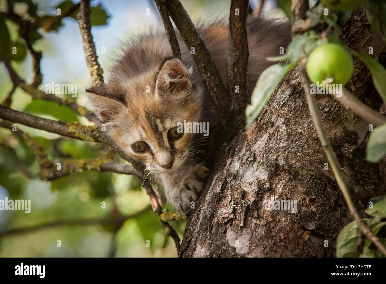 Cat in apple tree hi-res stock photography and images - Alamy