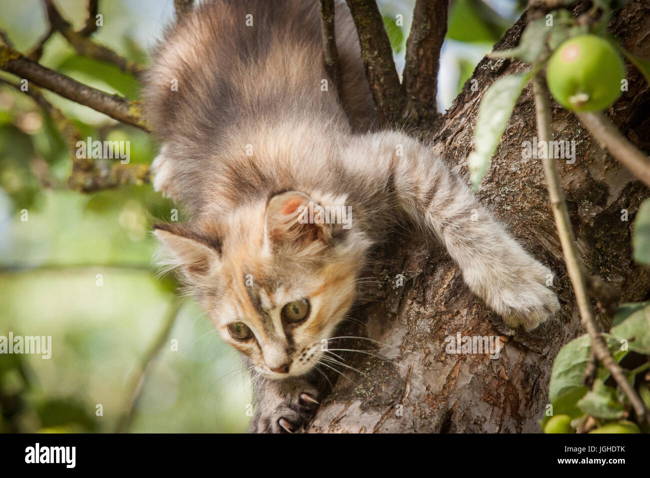 A colorful kitten climbing in the tree Stock Photo - Alamy