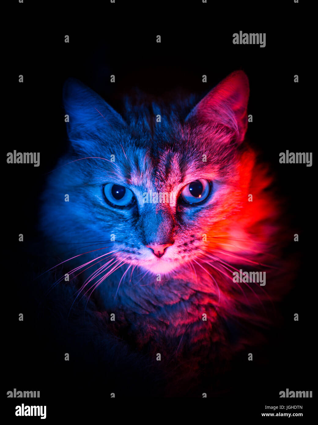 Tan colored cat face hi-res stock photography and images - Alamy
