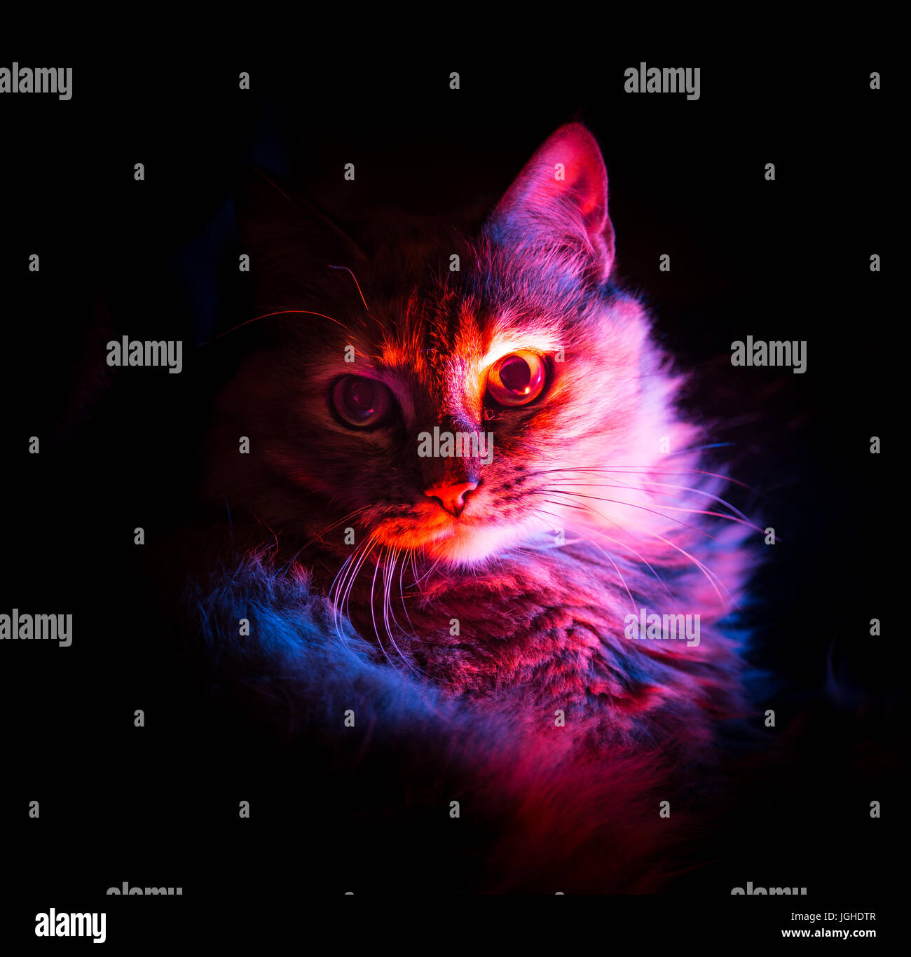 Tan colored cat face hi-res stock photography and images - Alamy