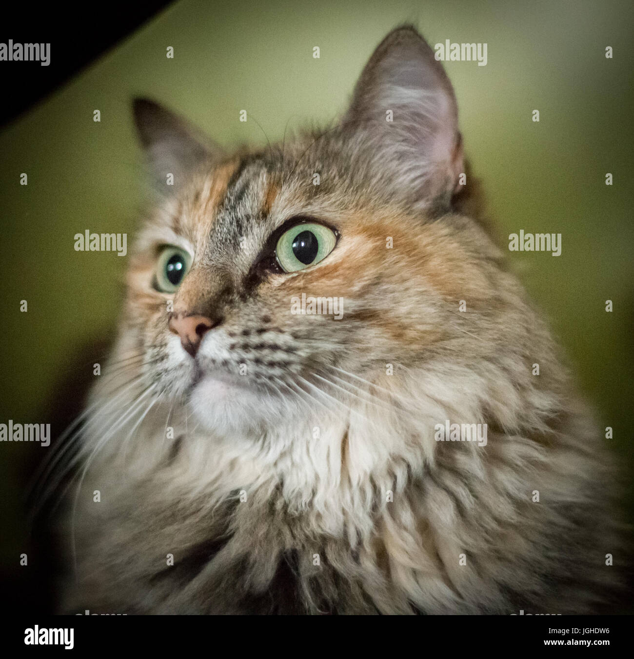 Three colored cat hi-res stock photography and images - Alamy