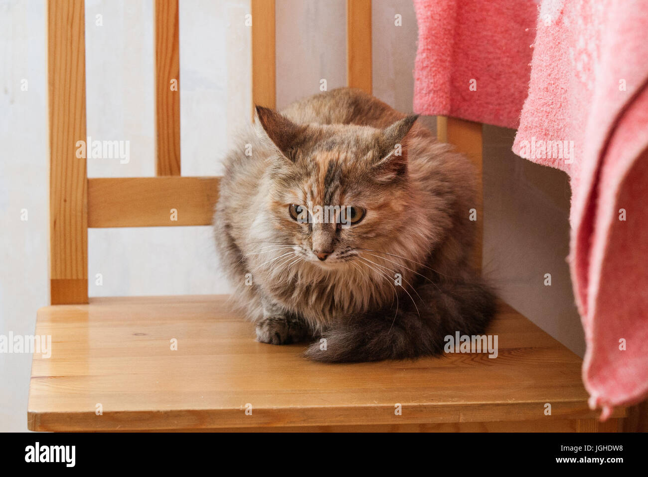Tan colored cat face hi-res stock photography and images - Alamy