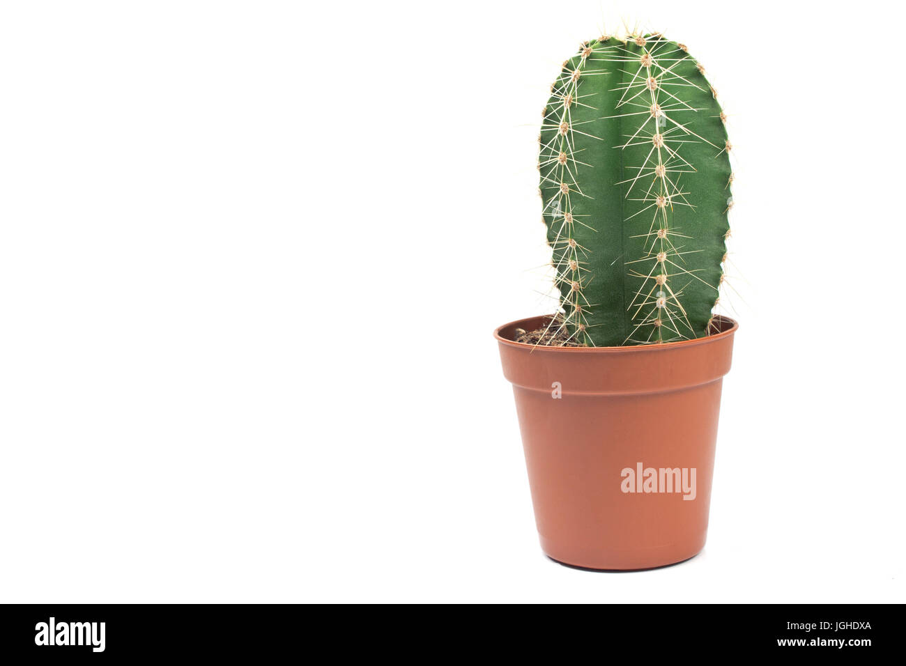 Cacti cactus plant in pot isolated on white Stock Photo - Alamy
