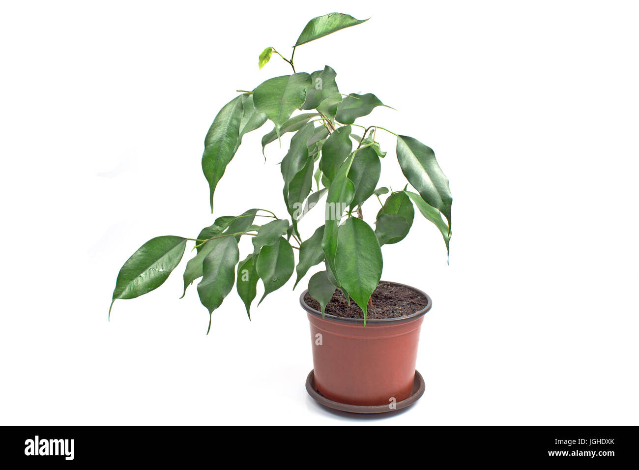Ficus benjamin in pot isolated on white Stock Photo - Alamy