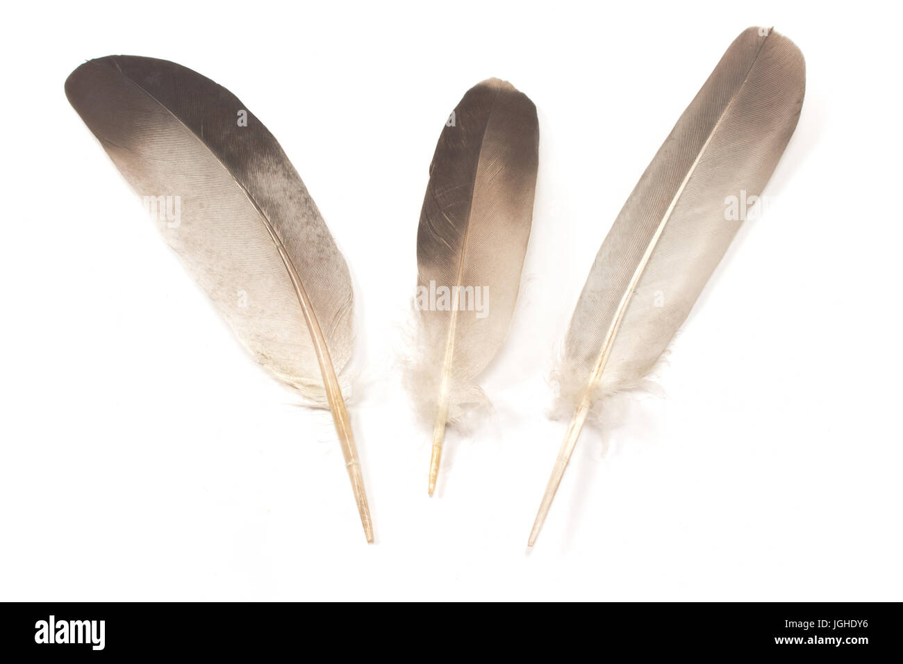 Three feathers isolated on white Stock Photo - Alamy