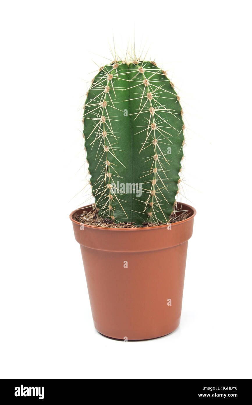 Cacti cactus plant in pot isolated on white Stock Photo - Alamy