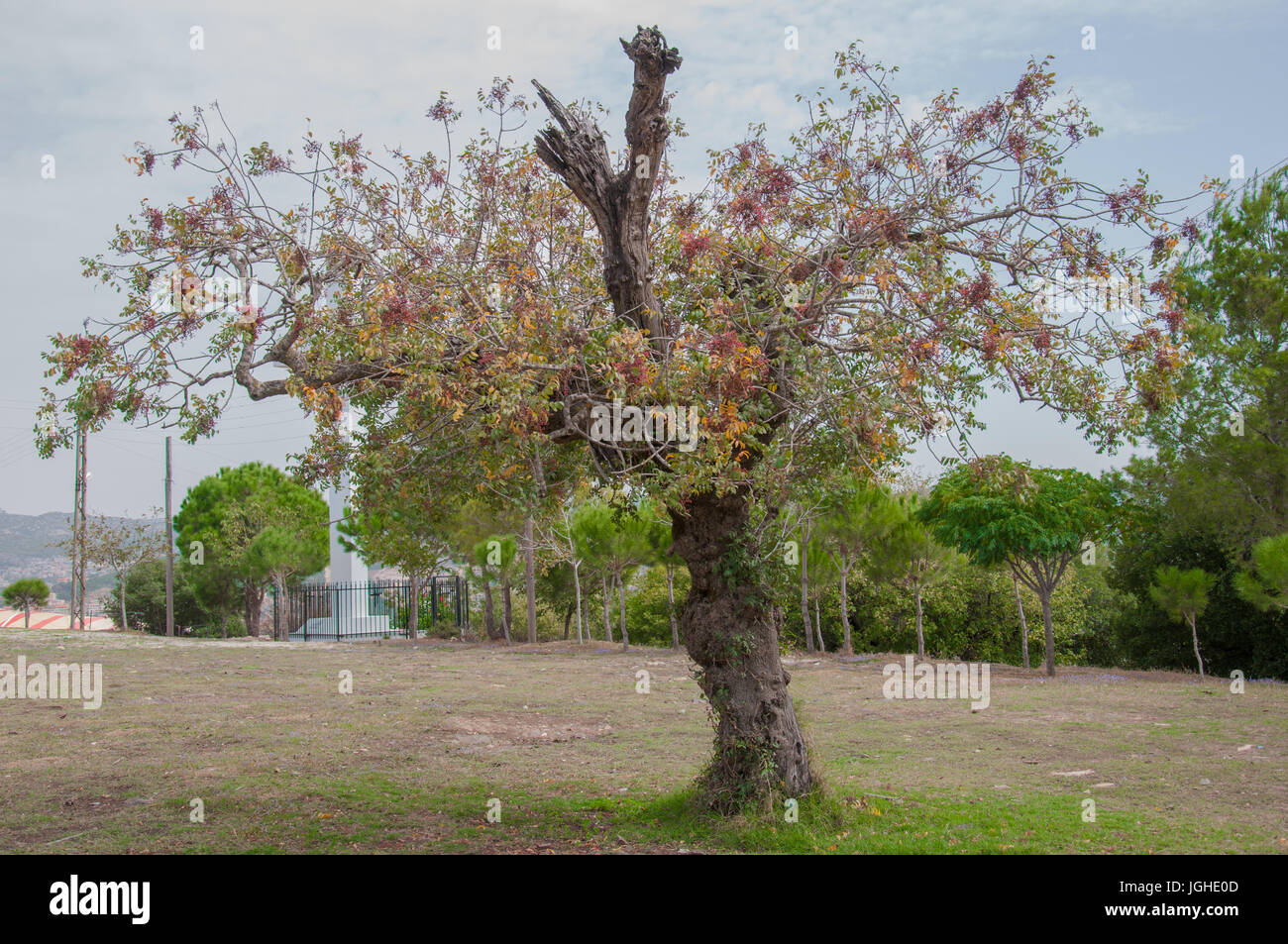 An old tree remains alive Stock Photo - Alamy