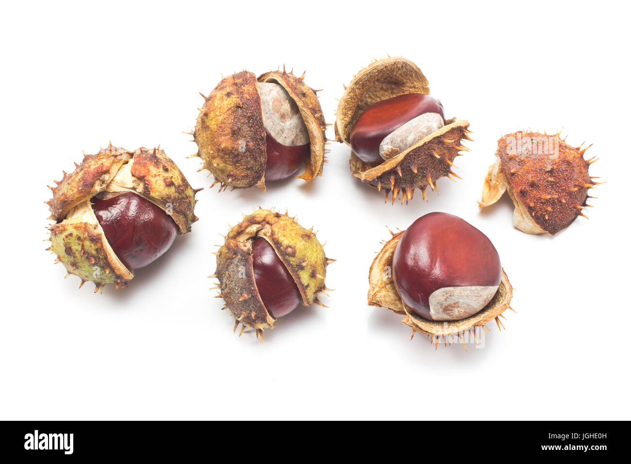 Chestnut on isolated white Cut Out Stock Images & Pictures - Alamy