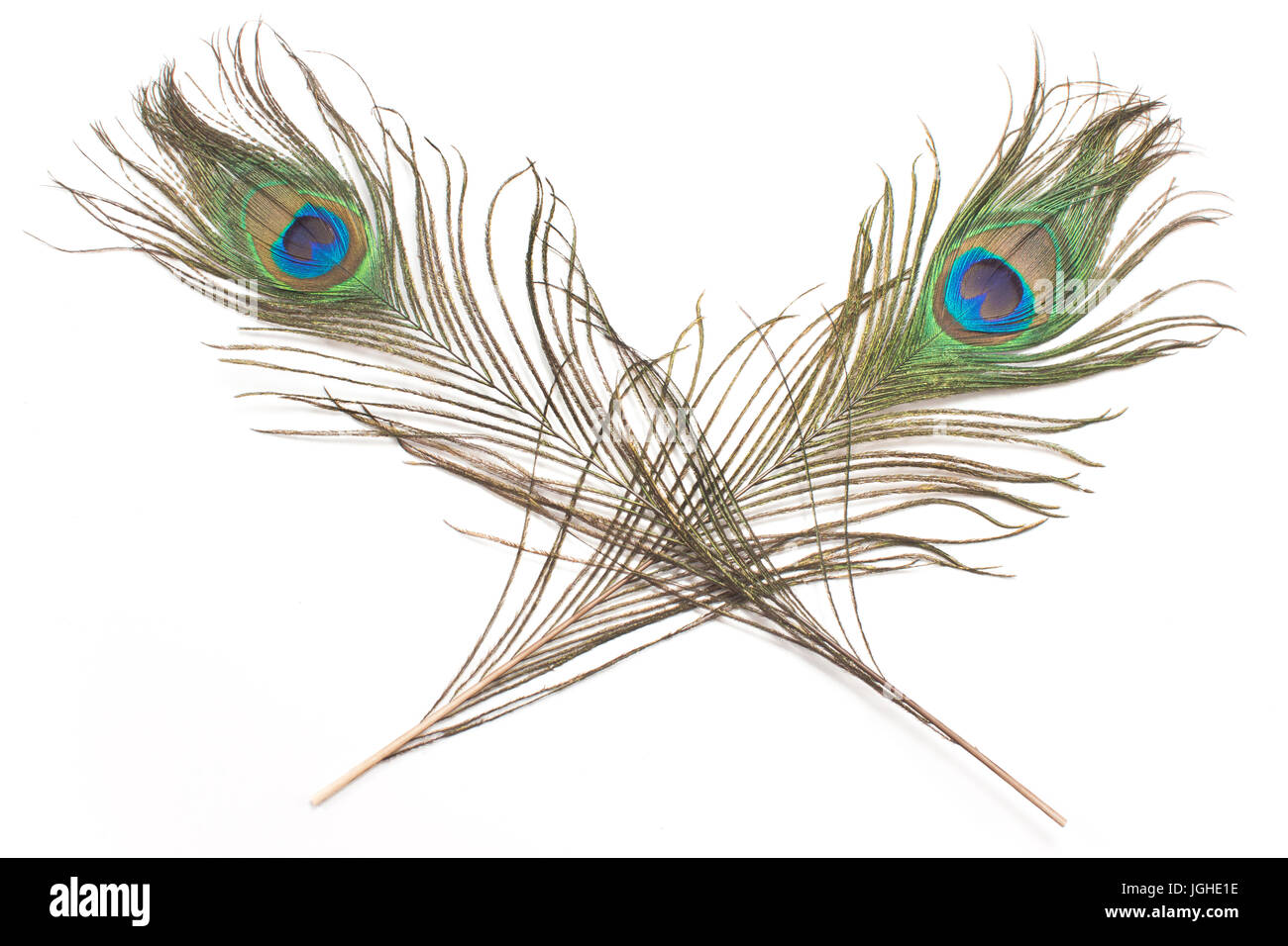 Two peacock feathers isolated on white Stock Photo - Alamy