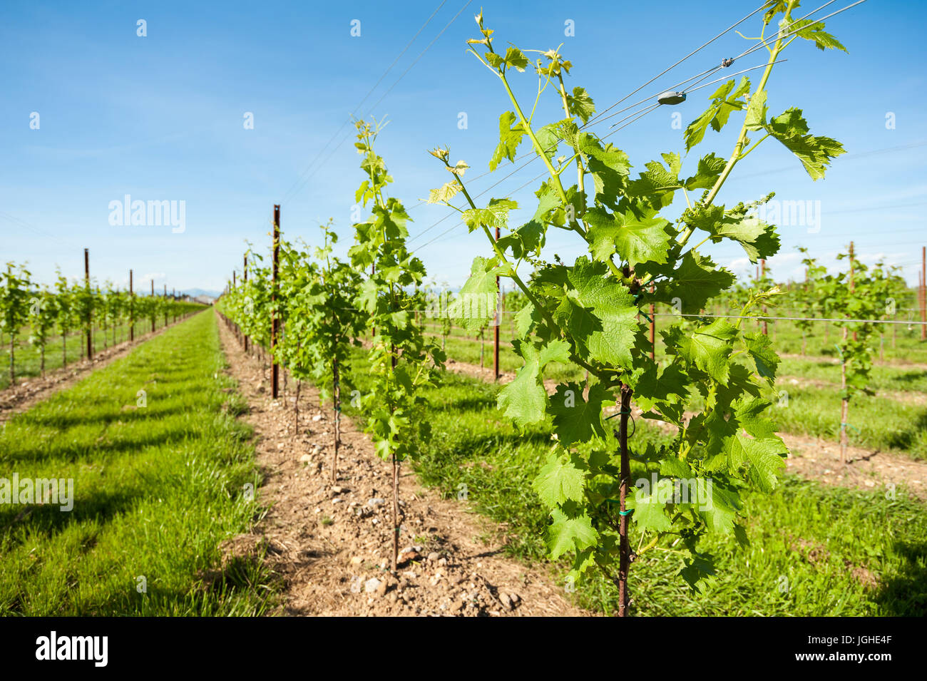 Agriculture, vineyard in spring and blue sky with clouds Stock Photo ...
