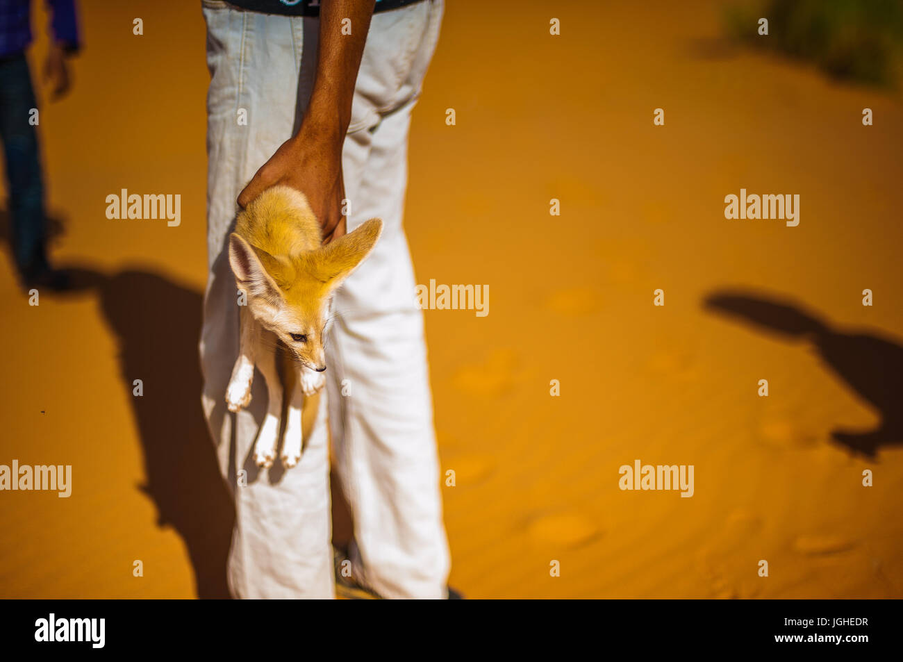 The boy caught a fox (Fennec) in the desert in Merzouga, Morocco Stock ...