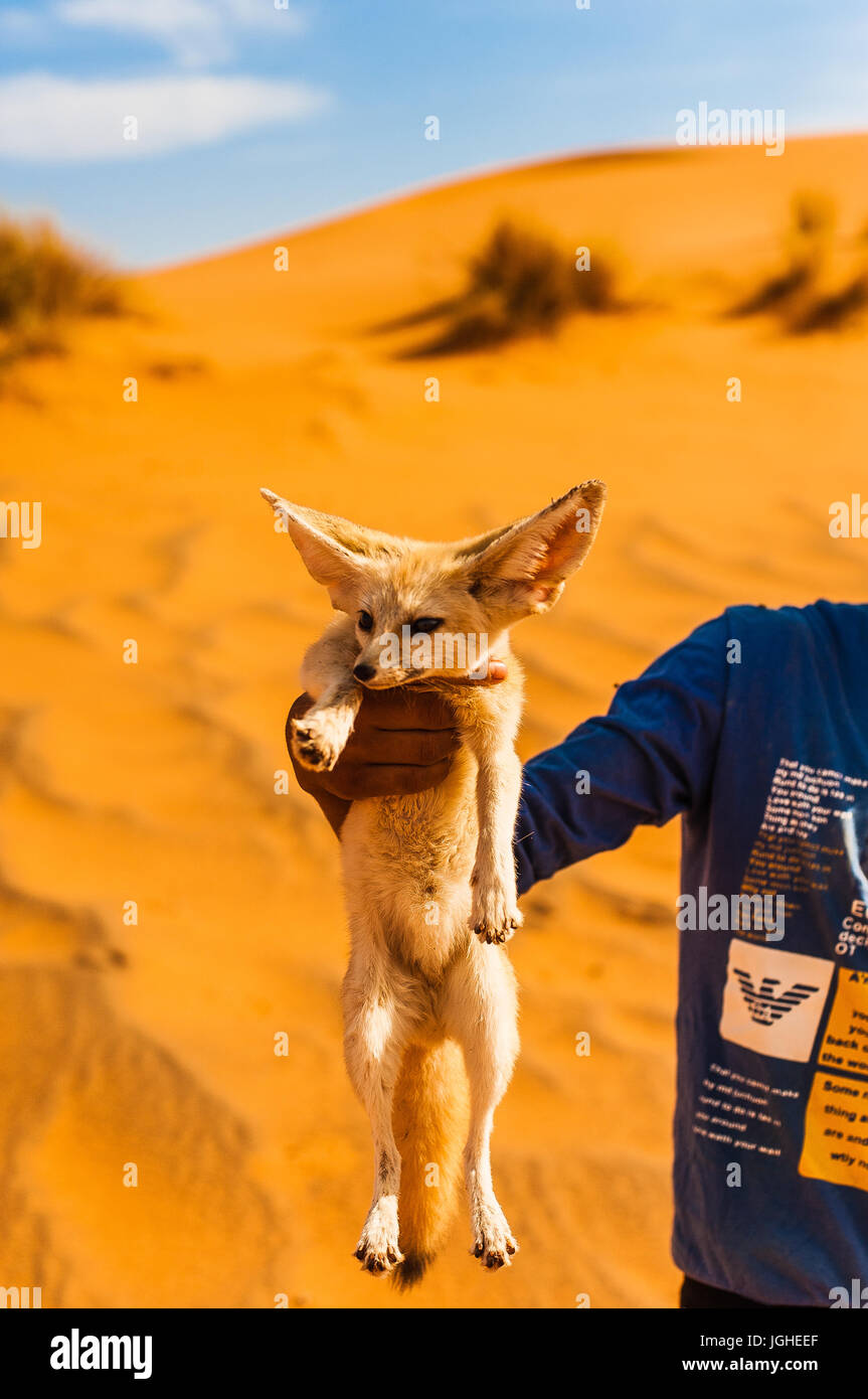 The boy caught a fox (Fennec) in the desert in Merzouga, Morocco Stock ...