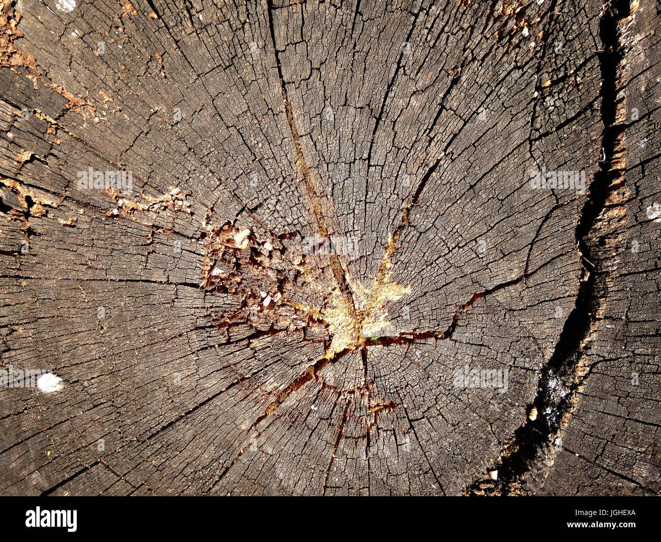 Texture of old annual ring, growth rings Stock Photo - Alamy