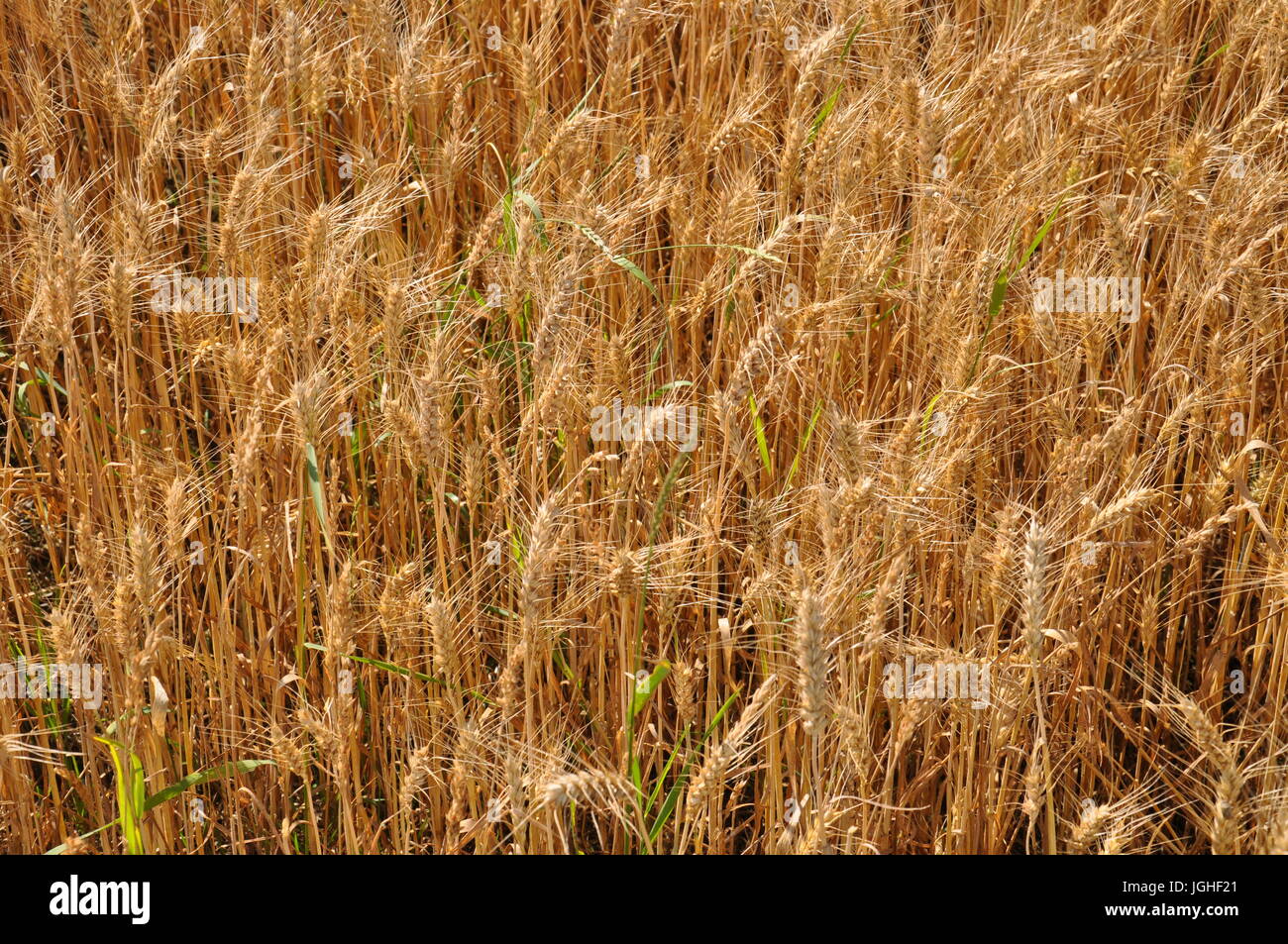 Grain maturity hi-res stock photography and images - Alamy