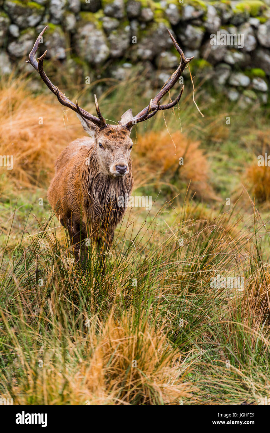 Deer photograph scotland hi-res stock photography and images - Alamy