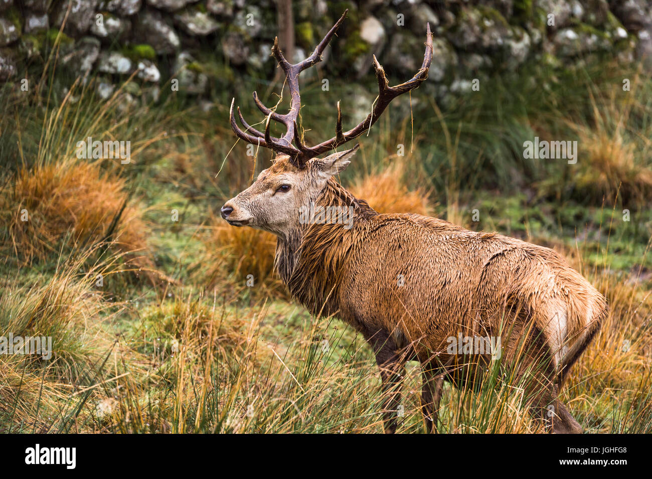 Red deer scotland hi-res stock photography and images - Alamy