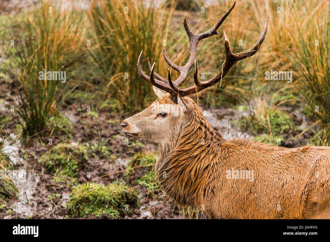 Deer photograph scotland hi-res stock photography and images - Alamy
