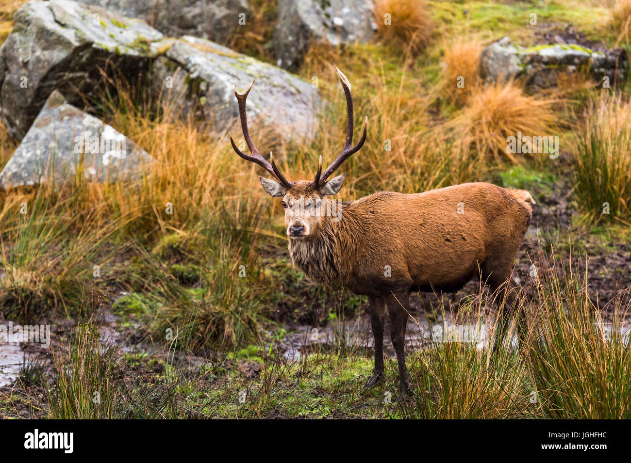 Red deer scotland hi-res stock photography and images - Alamy