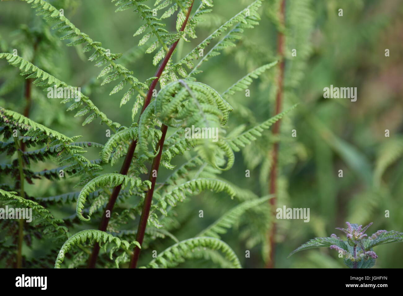 red stem ferns Stock Photo - Alamy