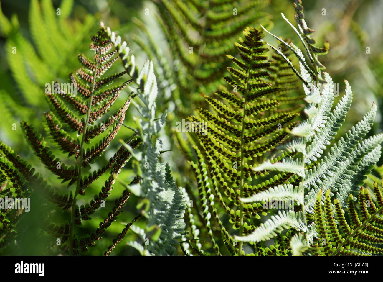 back of fern leaves Stock Photo - Alamy