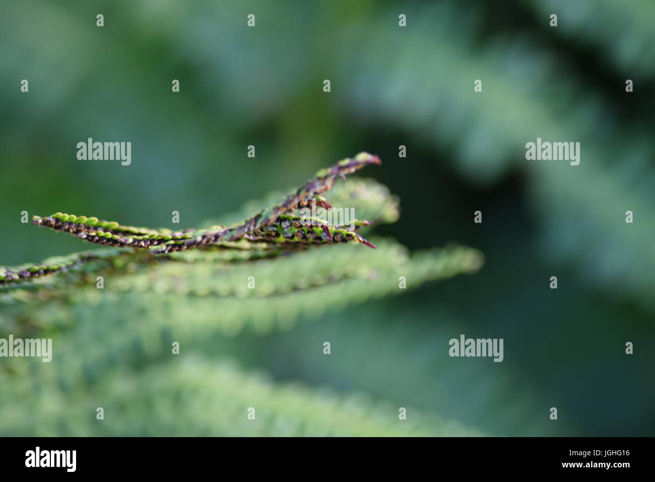 edge of a fern frond Stock Photo - Alamy