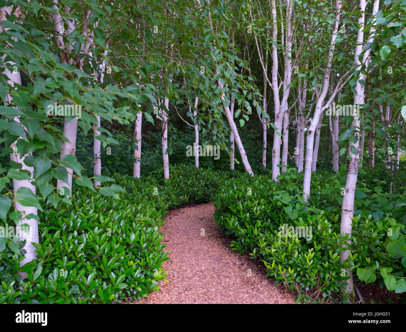 Himalayan Birch Trees High Resolution Stock Photography and Images - Alamy